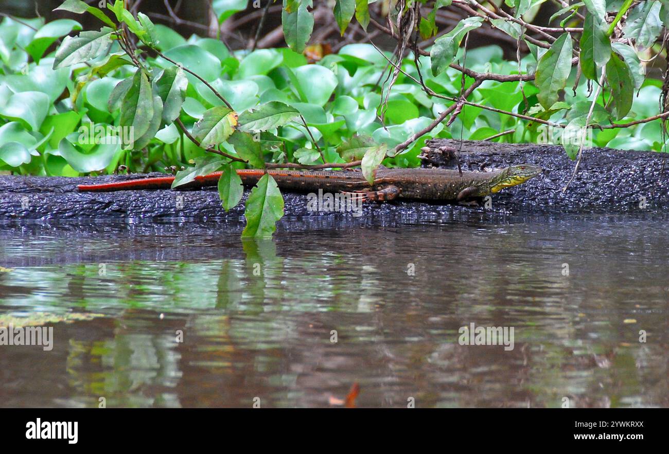 Crocodile Tegu (Crocodilurus amazonicus Stock Photo - Alamy