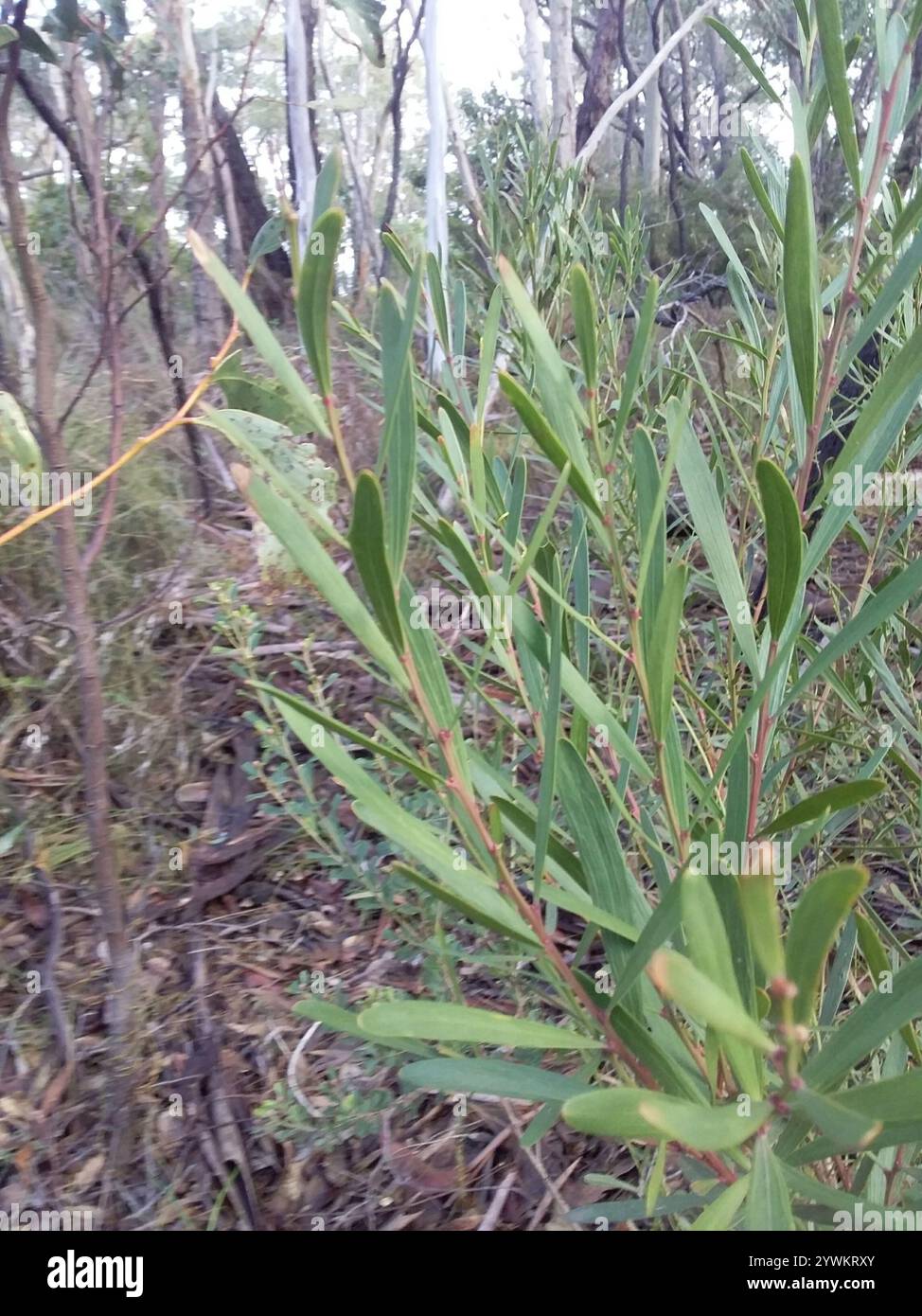 narrow-leaf bitter-pea (Daviesia leptophylla Stock Photo - Alamy
