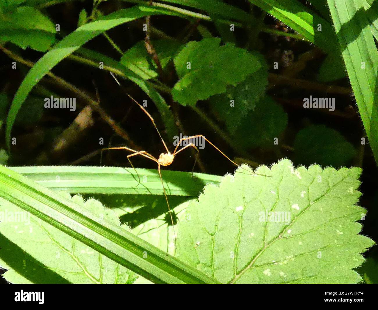 Spring Harvestman (Rilaena triangularis Stock Photo - Alamy