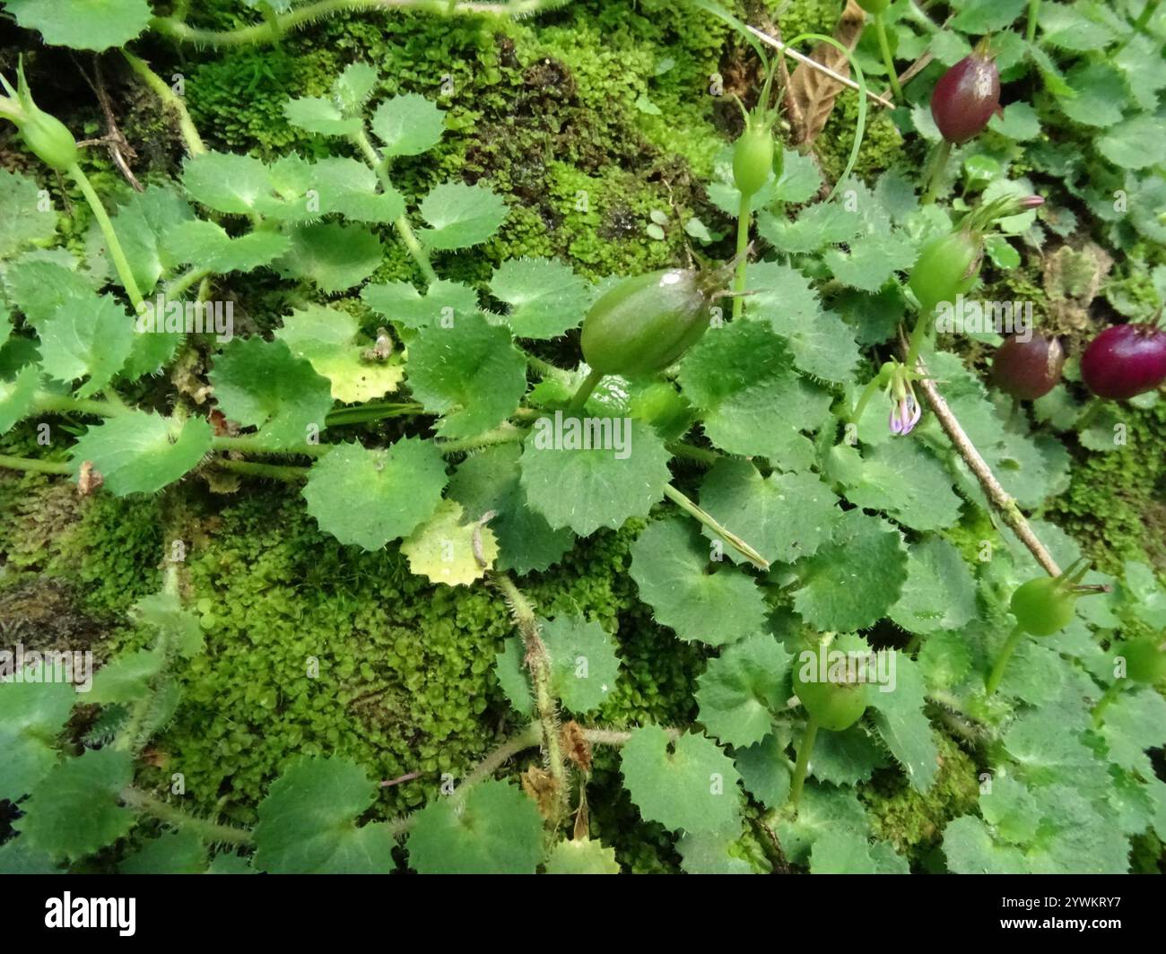 Common Pratia (Lobelia nummularia Stock Photo - Alamy