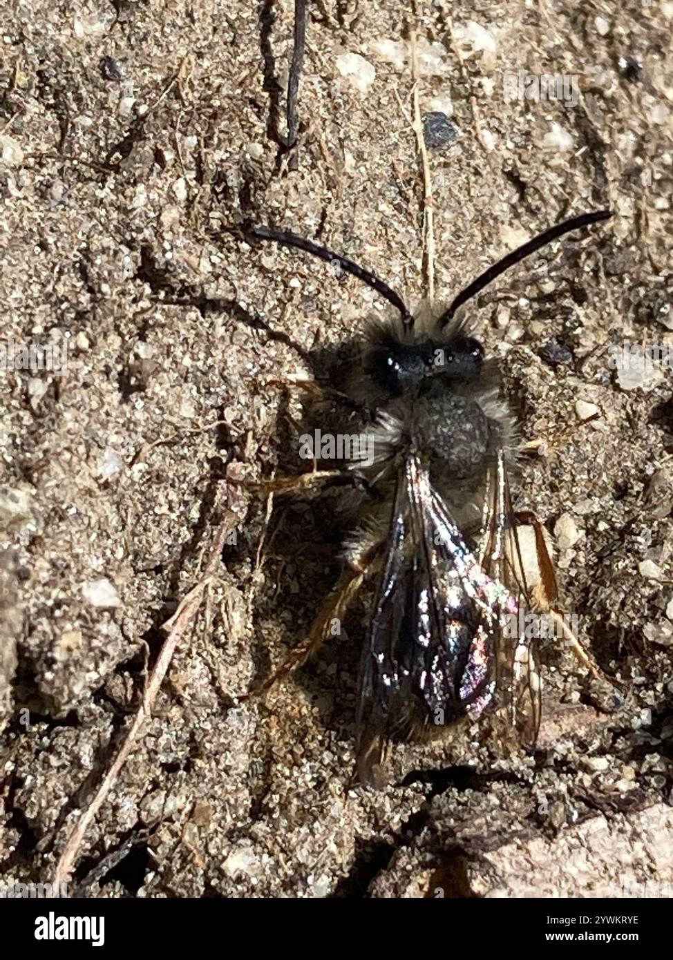 Mining Bees (Andrena Stock Photo - Alamy