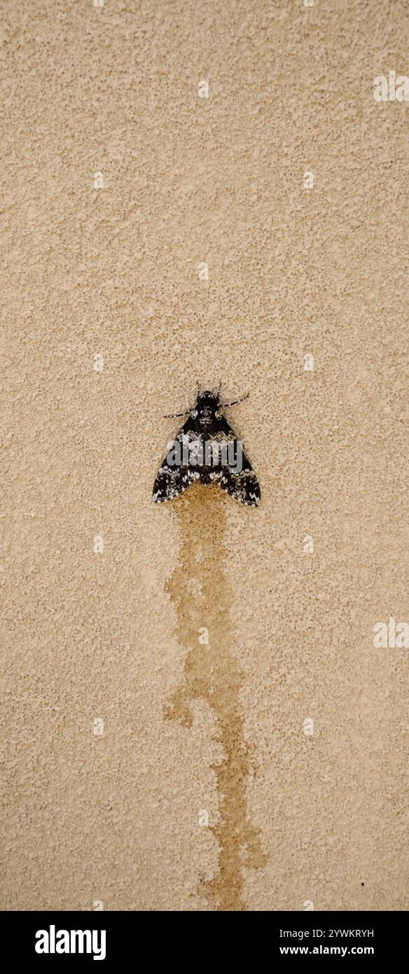 Rustic Sphinx (Manduca rustica Stock Photo - Alamy