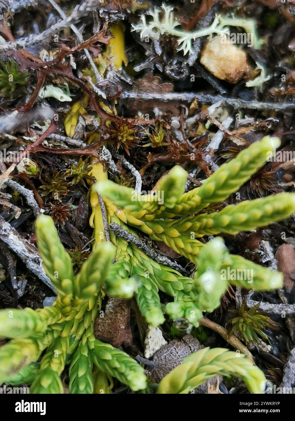 alpine clubmoss (Diphasiastrum alpinum Stock Photo - Alamy