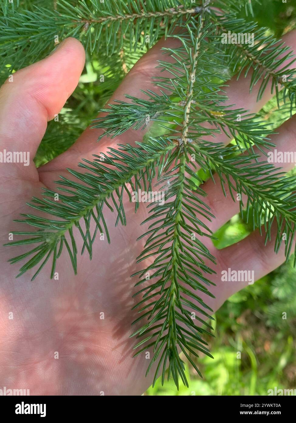 white spruce (Picea glauca Stock Photo - Alamy