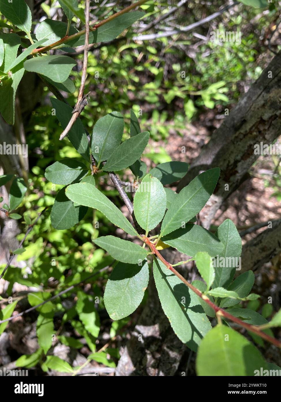 Prunus emarginata hi-res stock photography and images - Alamy