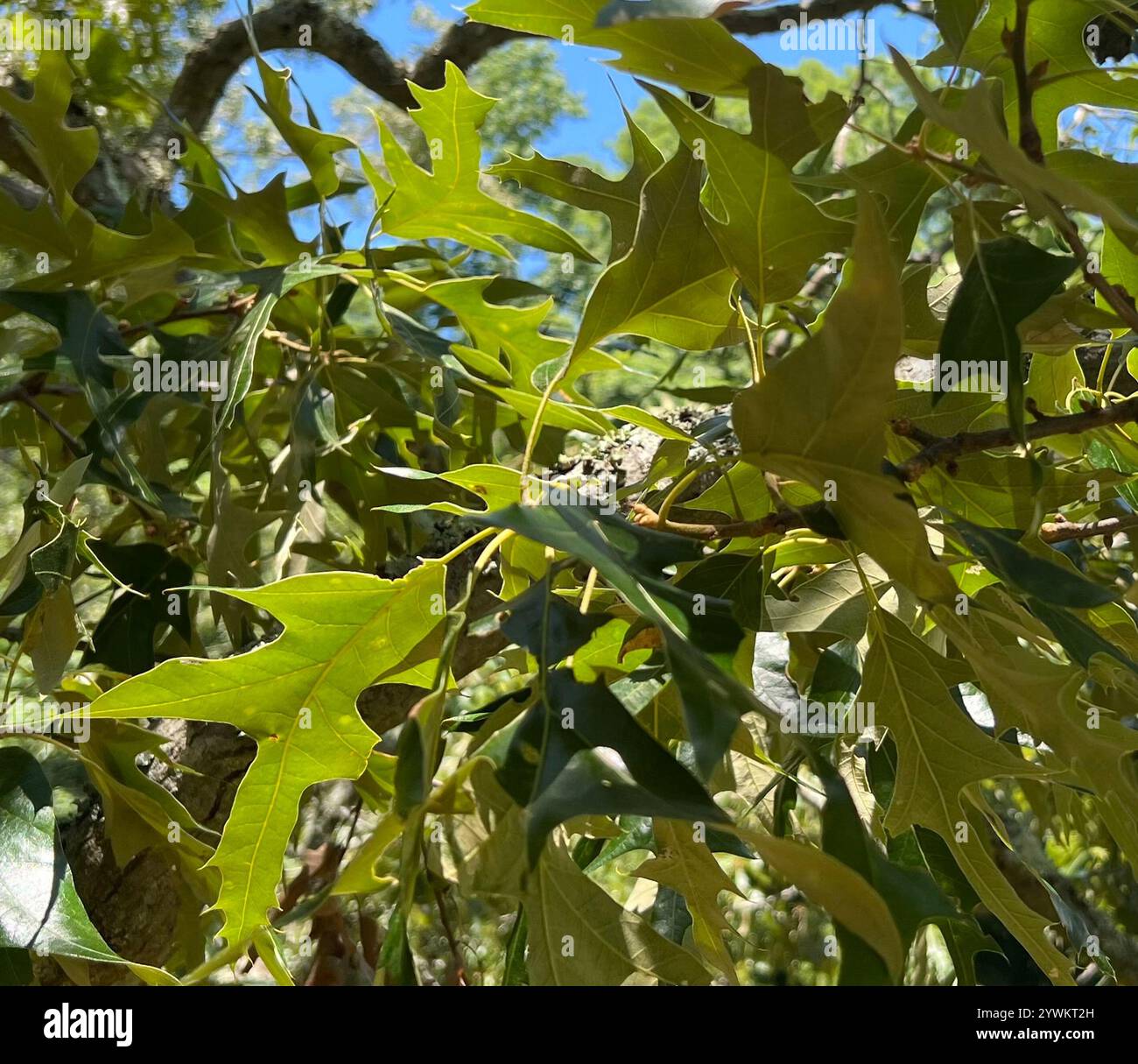 southern red oak (Quercus falcata Stock Photo - Alamy
