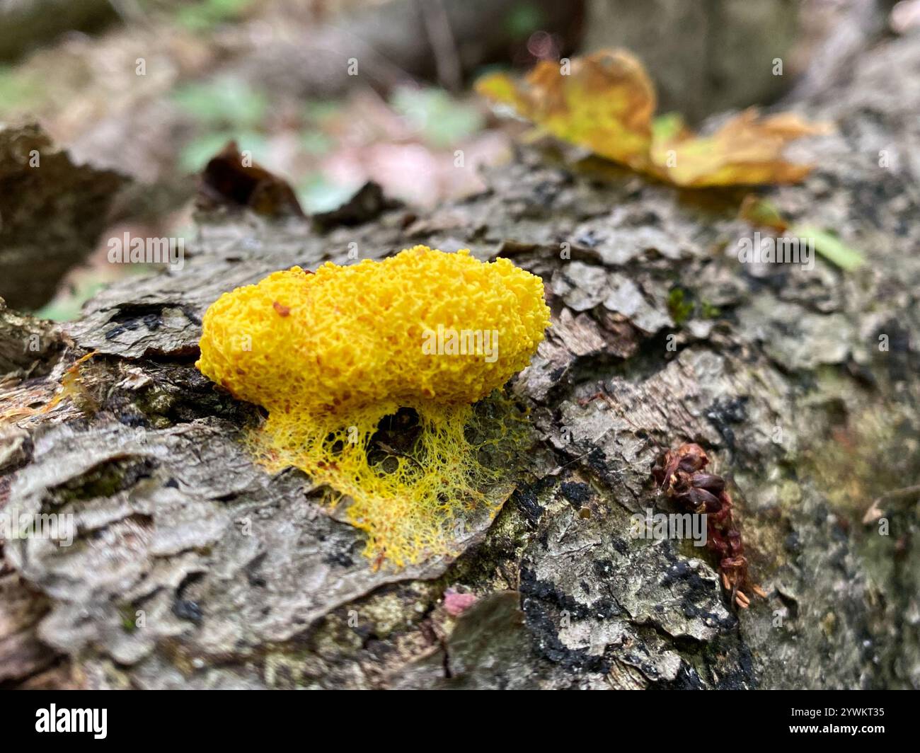 Dog Vomit Slime Mold (Fuligo septica Stock Photo - Alamy