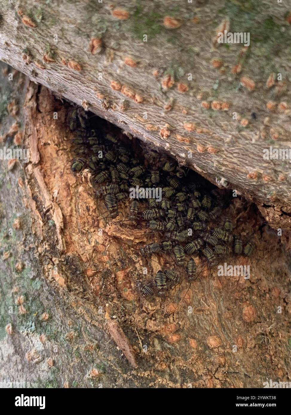 Tree Cattle (Cerastipsocus venosus Stock Photo - Alamy
