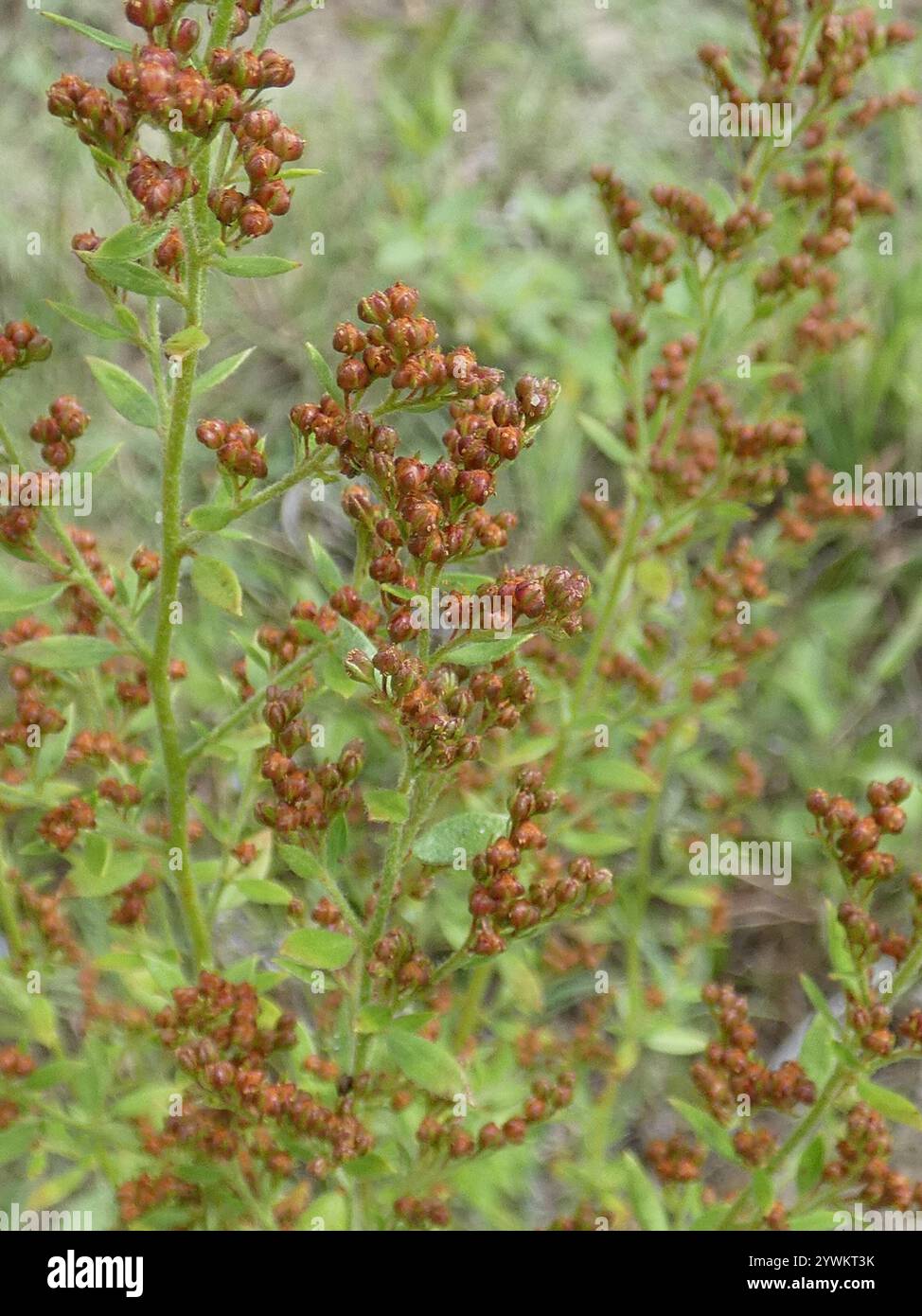 Hairy Pinweed (Lechea mucronata Stock Photo - Alamy