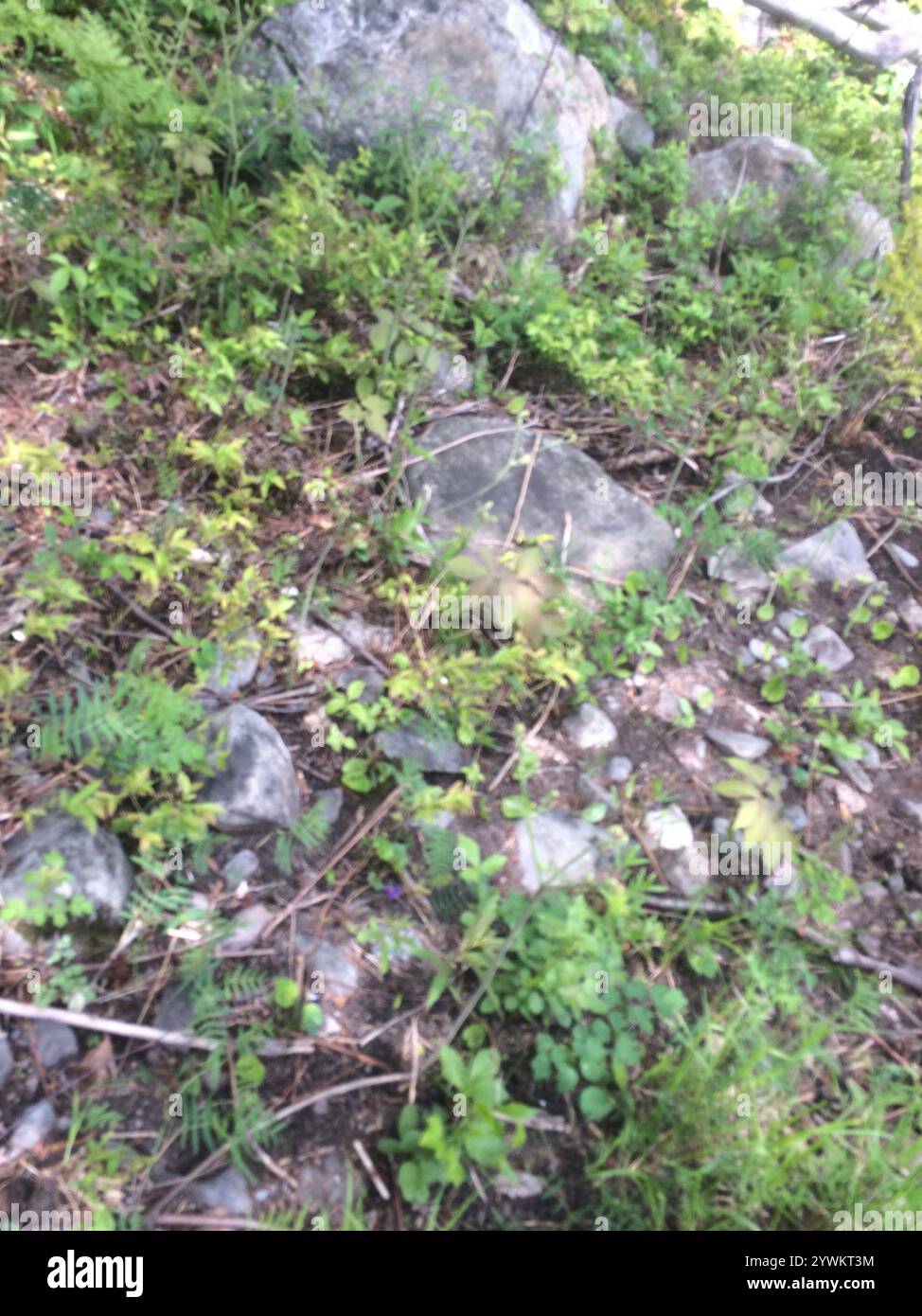 poison ivies and oaks (Toxicodendron Stock Photo - Alamy