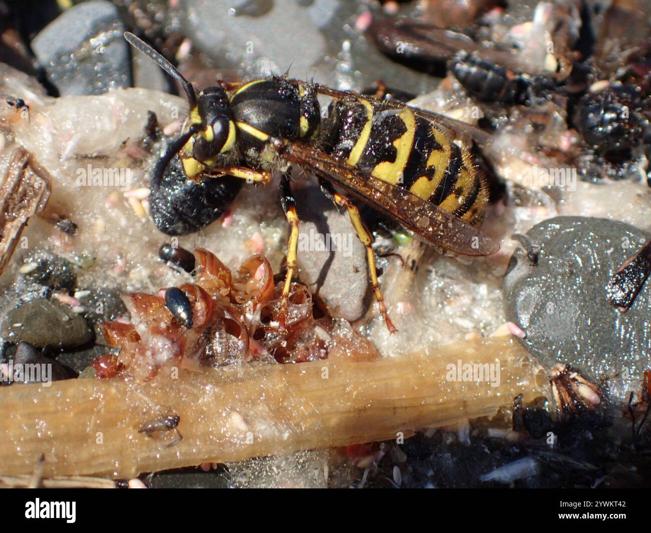 Alaska Yellowjacket (Vespula alascensis Stock Photo - Alamy