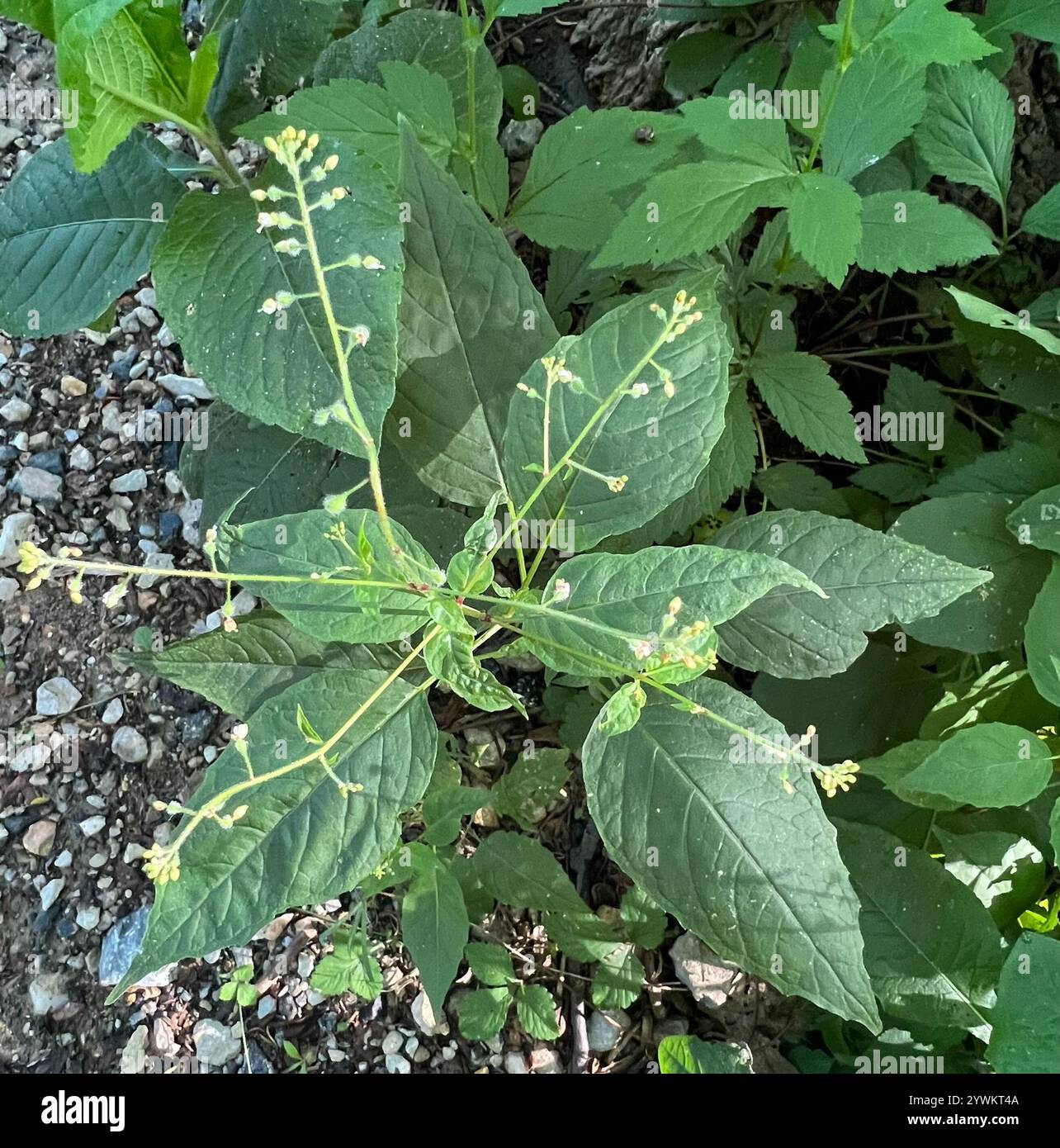 broadleaf enchanter's nightshade (Circaea canadensis Stock Photo - Alamy