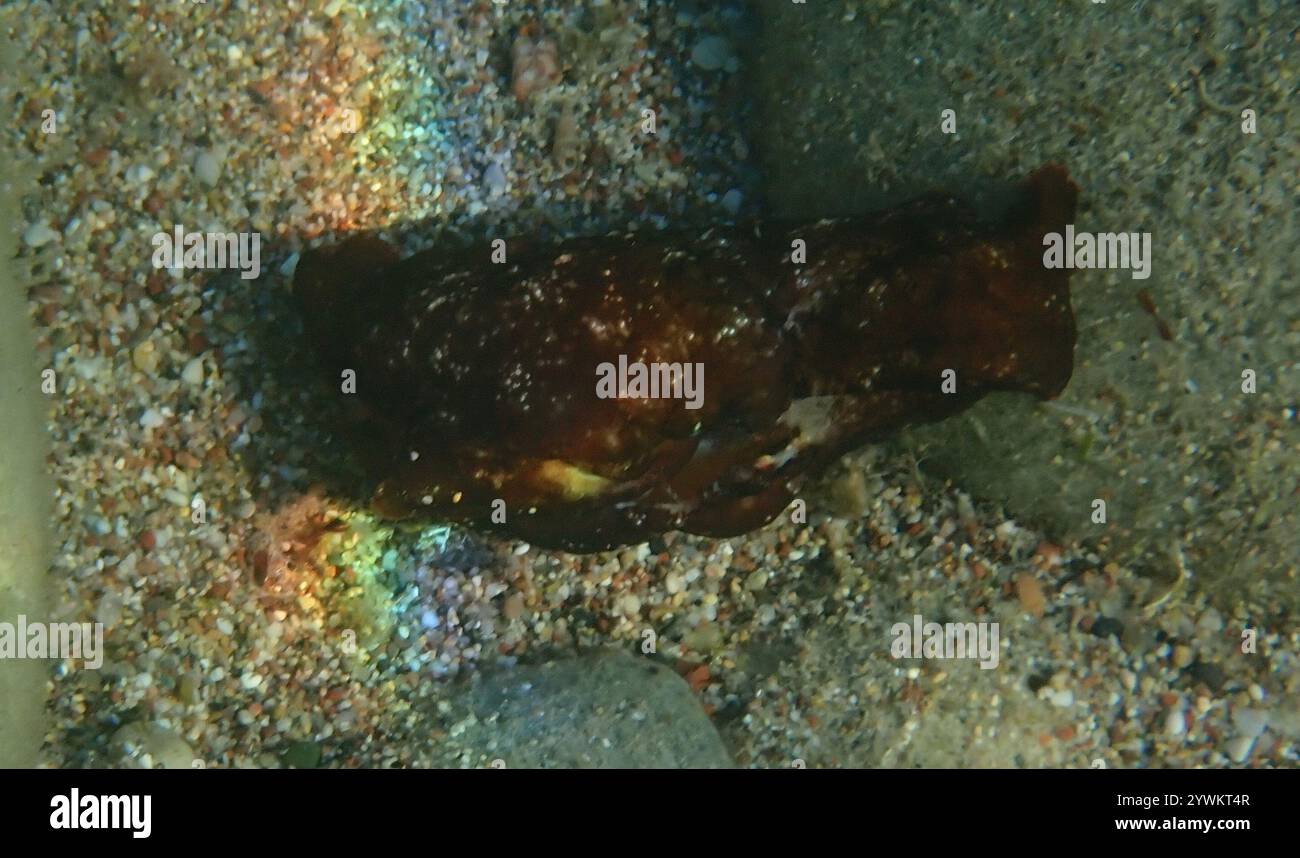 Sooty Seahare (Aplysia fasciata Stock Photo - Alamy