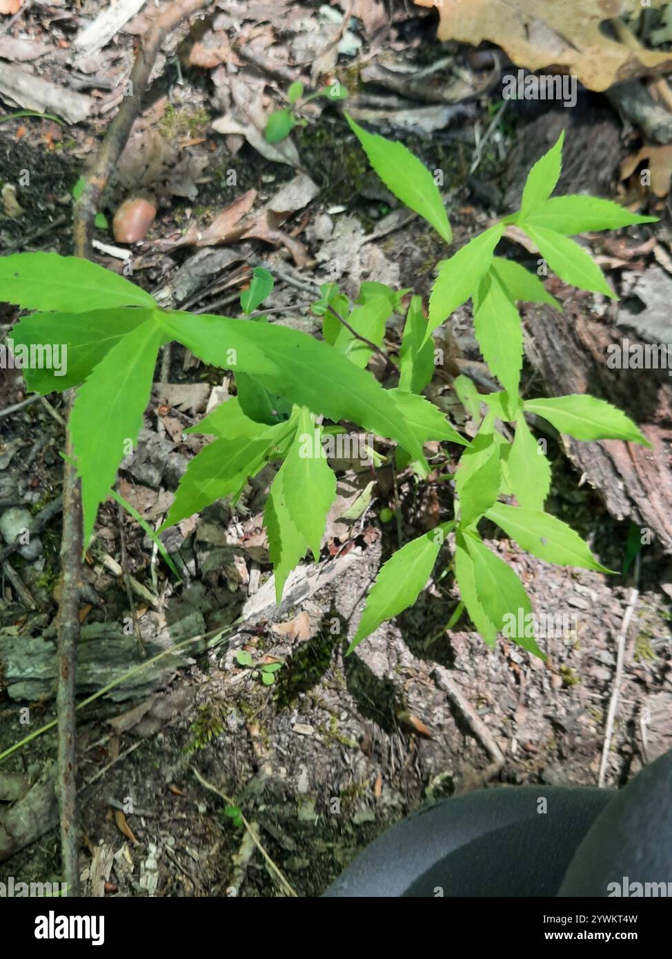 whorled wood aster (Oclemena acuminata Stock Photo - Alamy