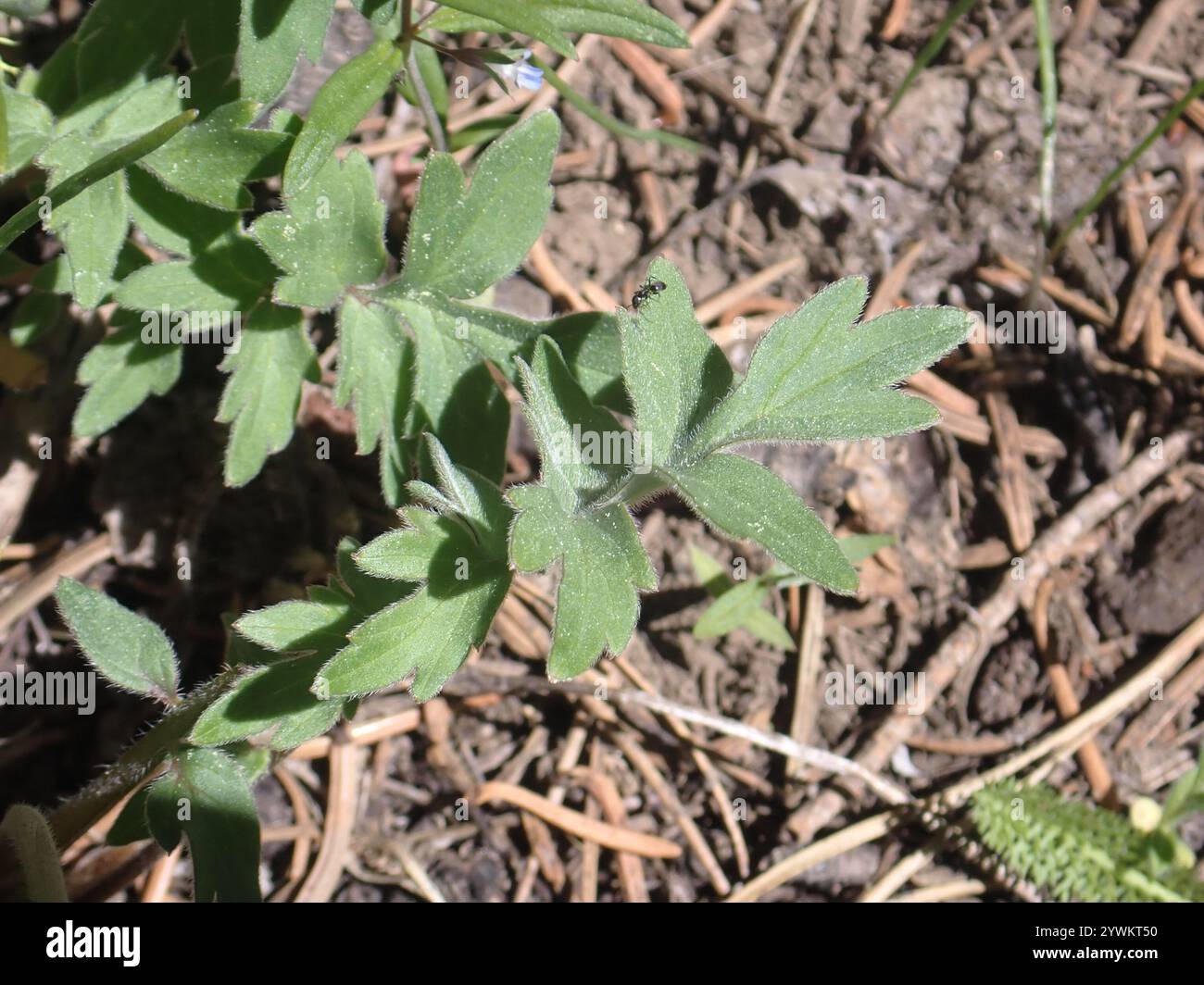 western waterleaf (Hydrophyllum occidentale Stock Photo - Alamy