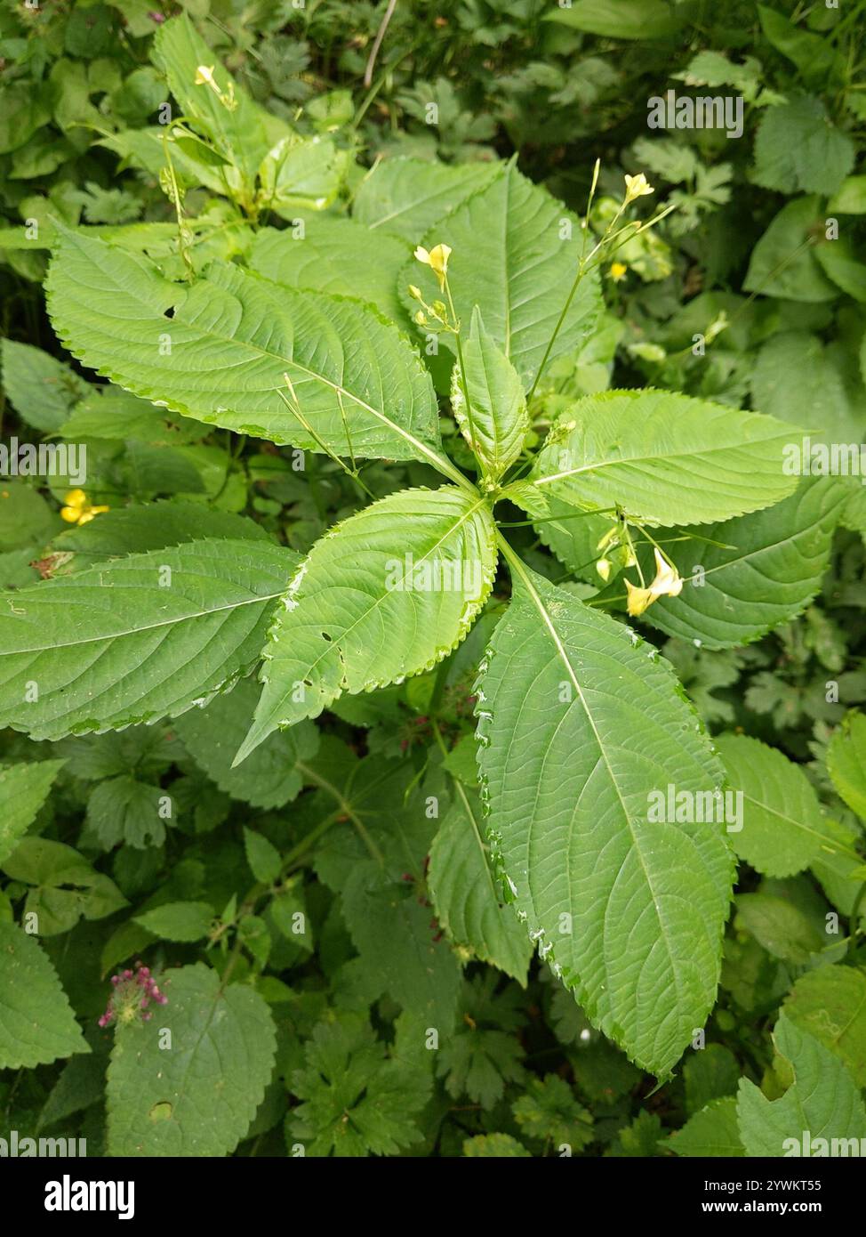 small balsam (Impatiens parviflora Stock Photo - Alamy