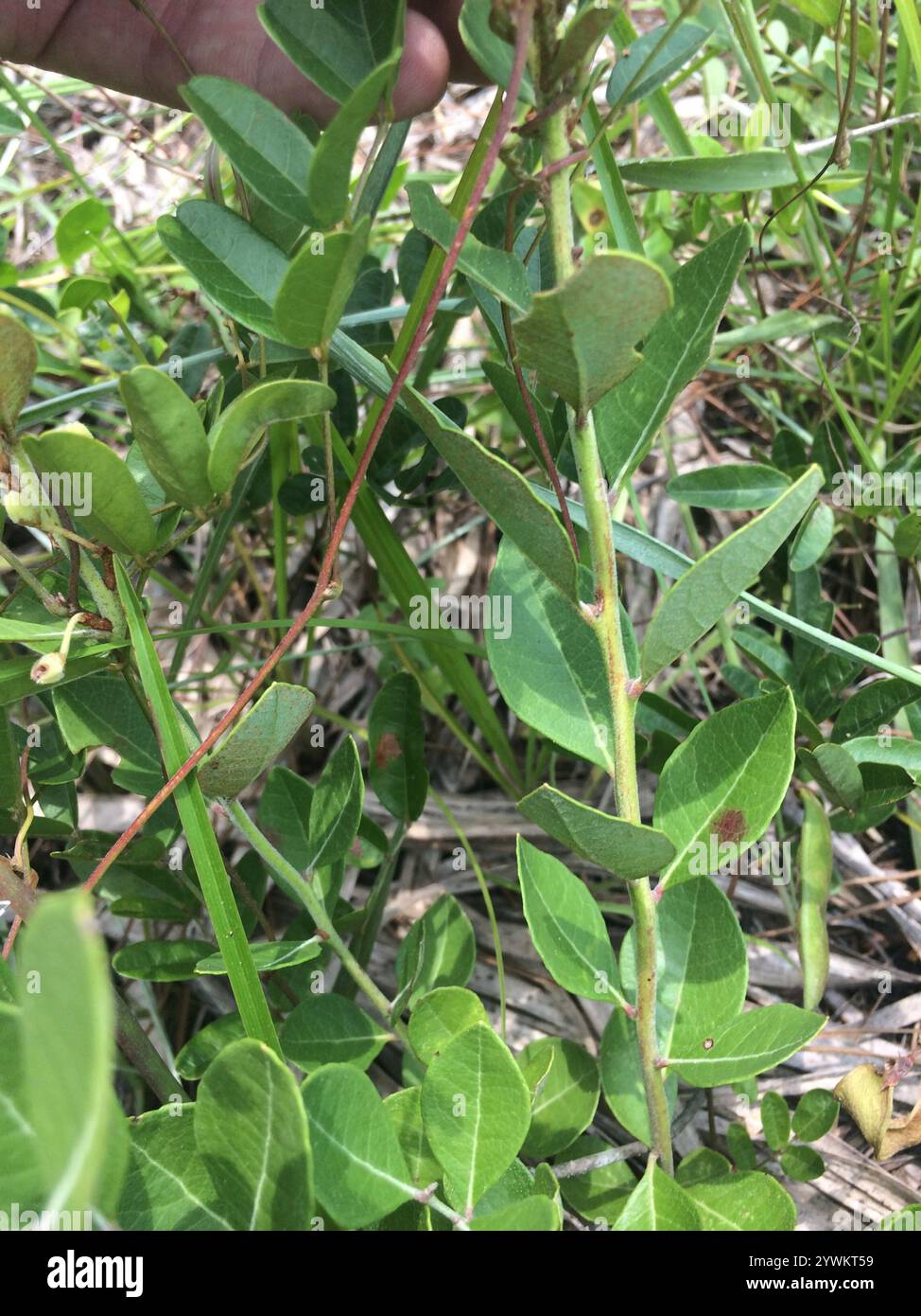 coastal plain staggerbush (Lyonia fruticosa Stock Photo - Alamy