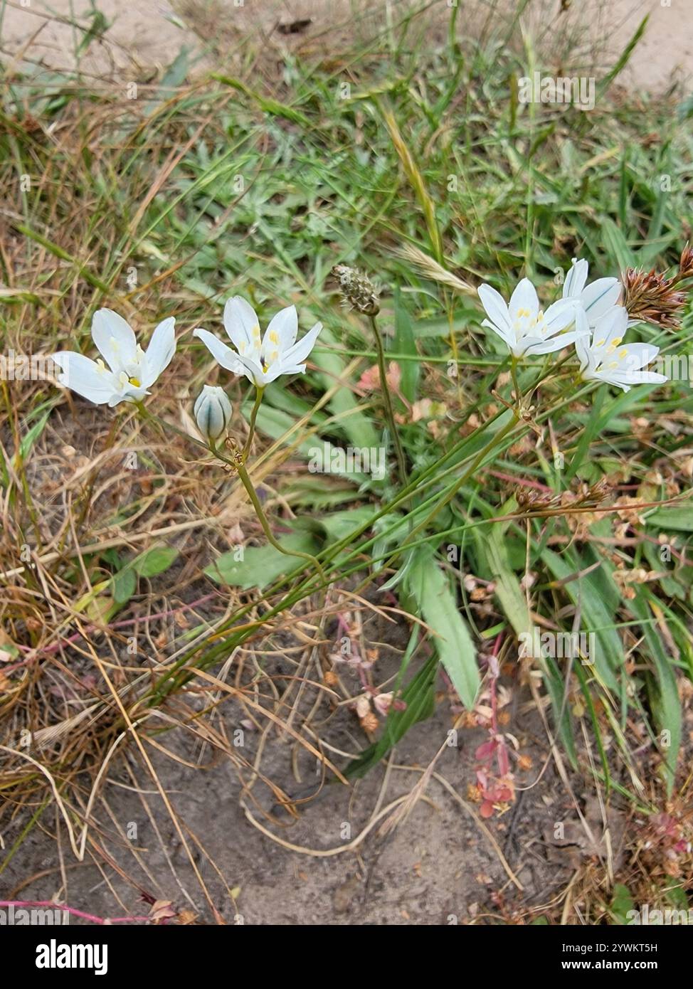 white brodiaea (Triteleia hyacinthina Stock Photo - Alamy
