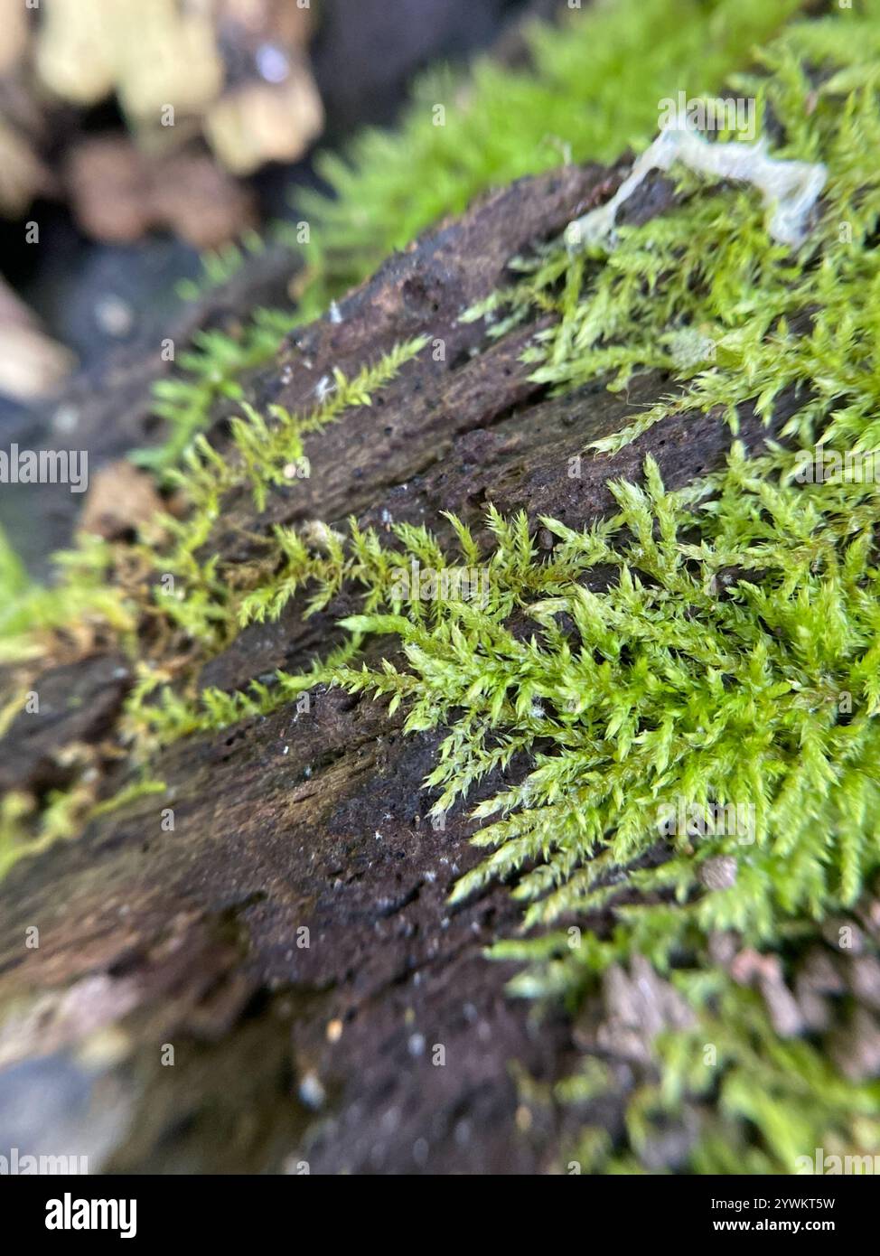 brocade moss (Callicladium imponens Stock Photo - Alamy