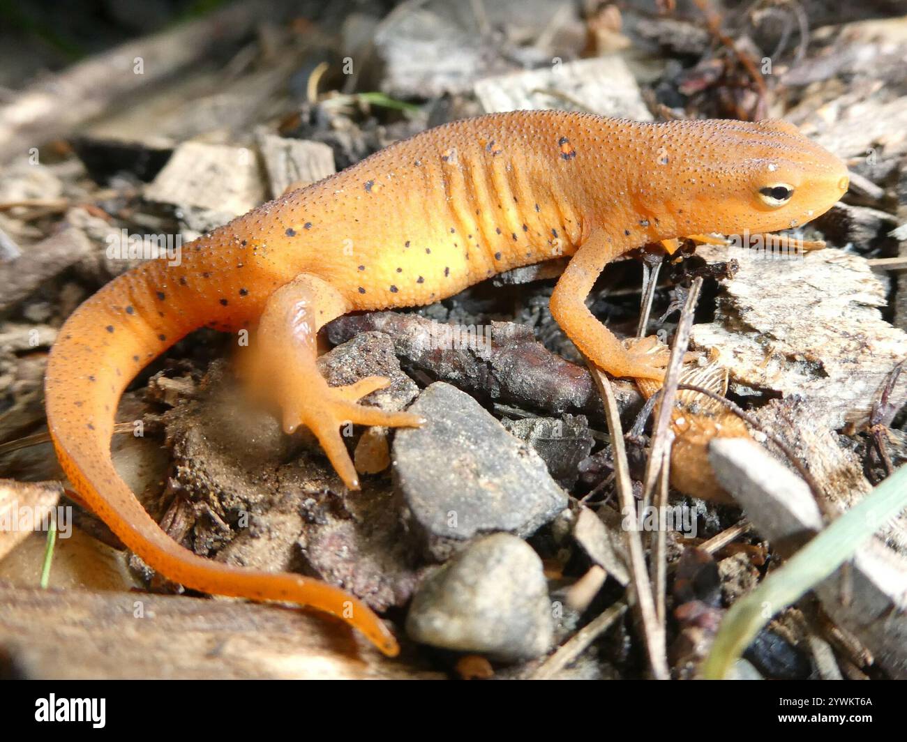 Eastern Newt (Notophthalmus viridescens Stock Photo - Alamy