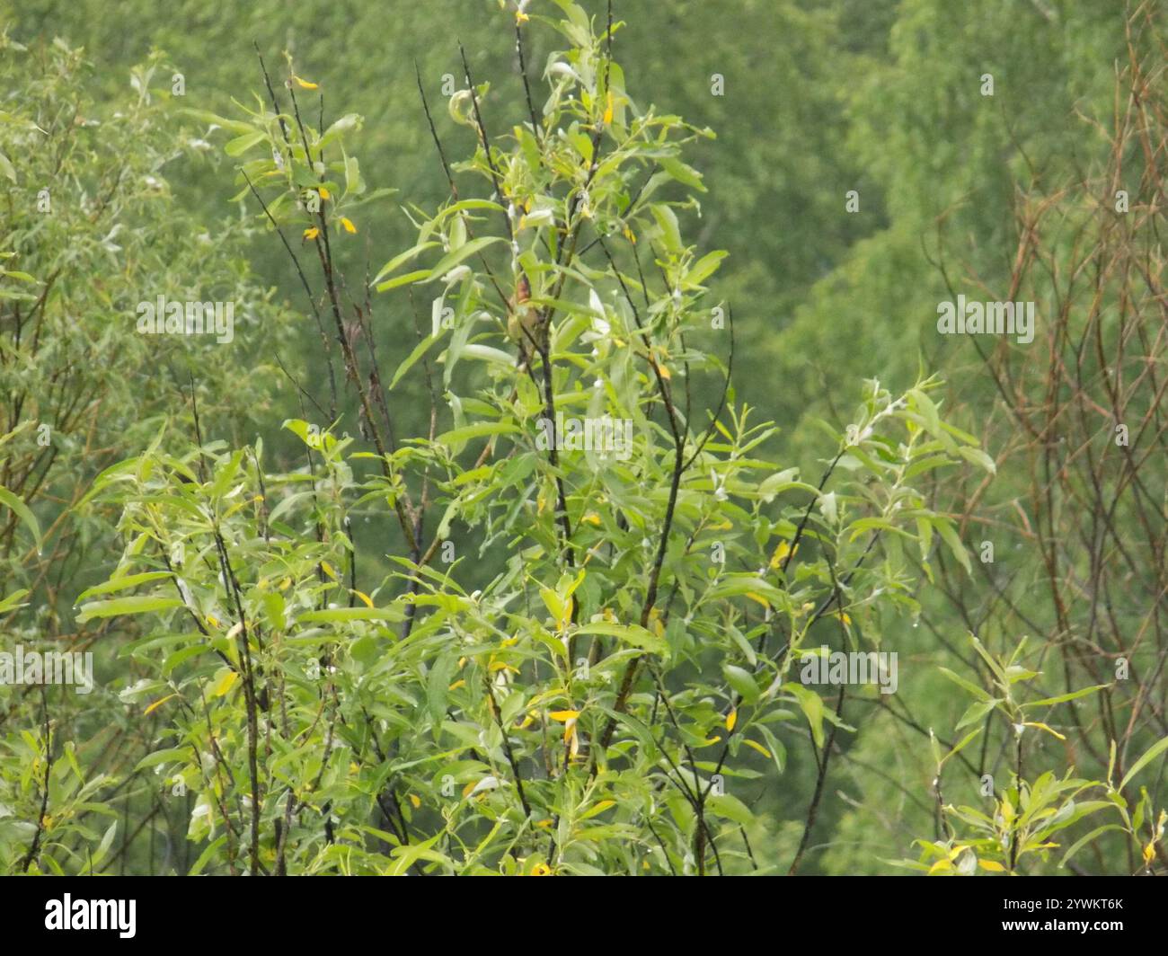 Common Rosefinch (Carpodacus erythrinus Stock Photo - Alamy