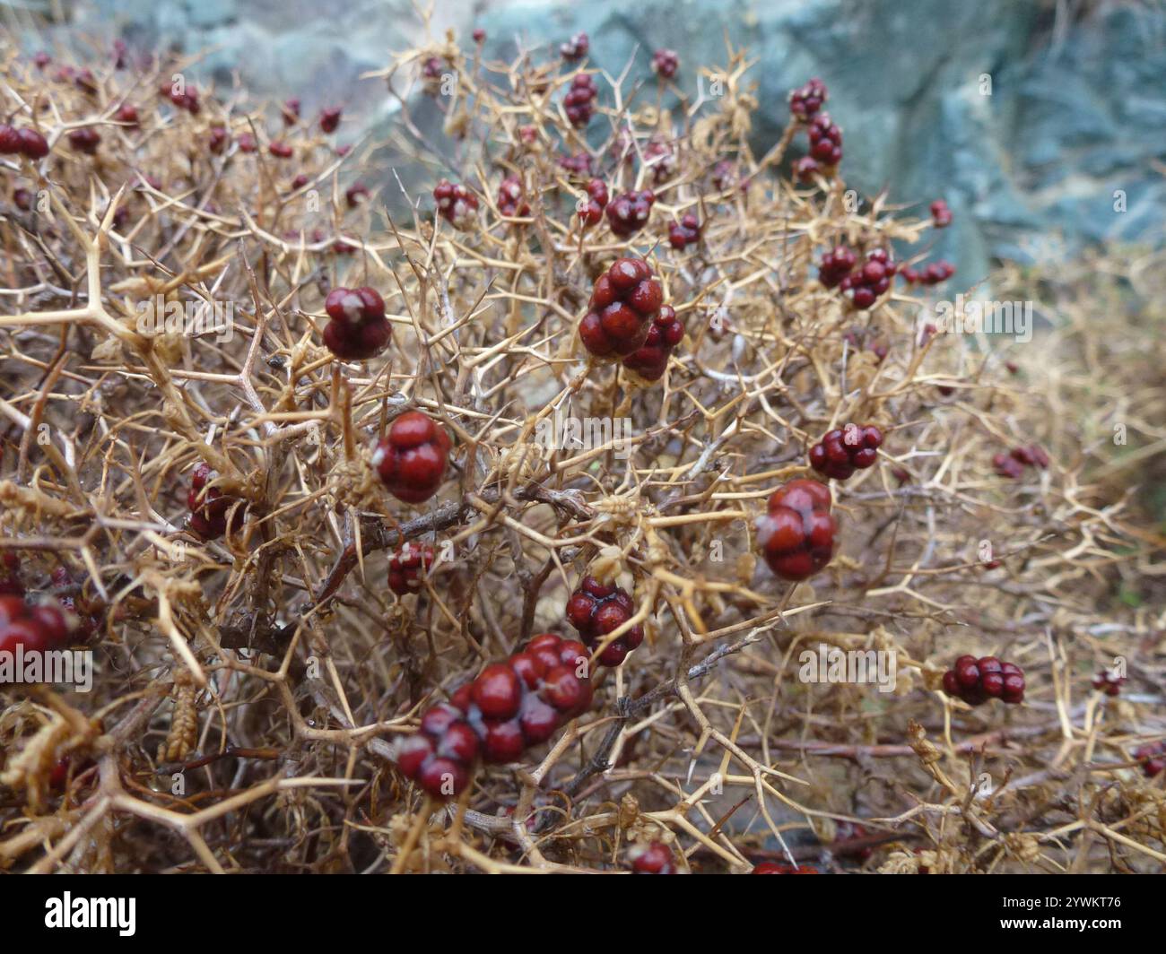 Spiny Burnet (Sarcopoterium spinosum Stock Photo - Alamy