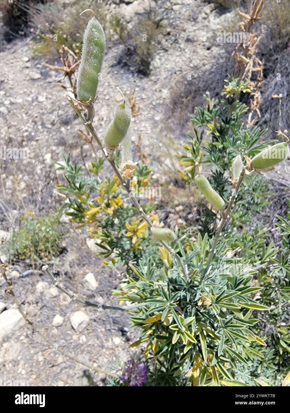Lupinus longifolius hi-res stock photography and images - Alamy