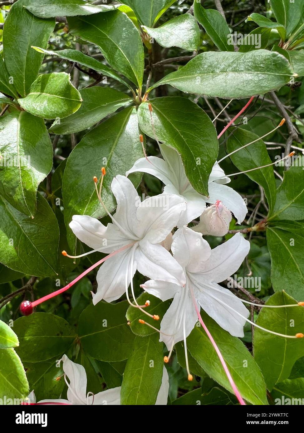 swamp azalea (Rhododendron viscosum Stock Photo - Alamy