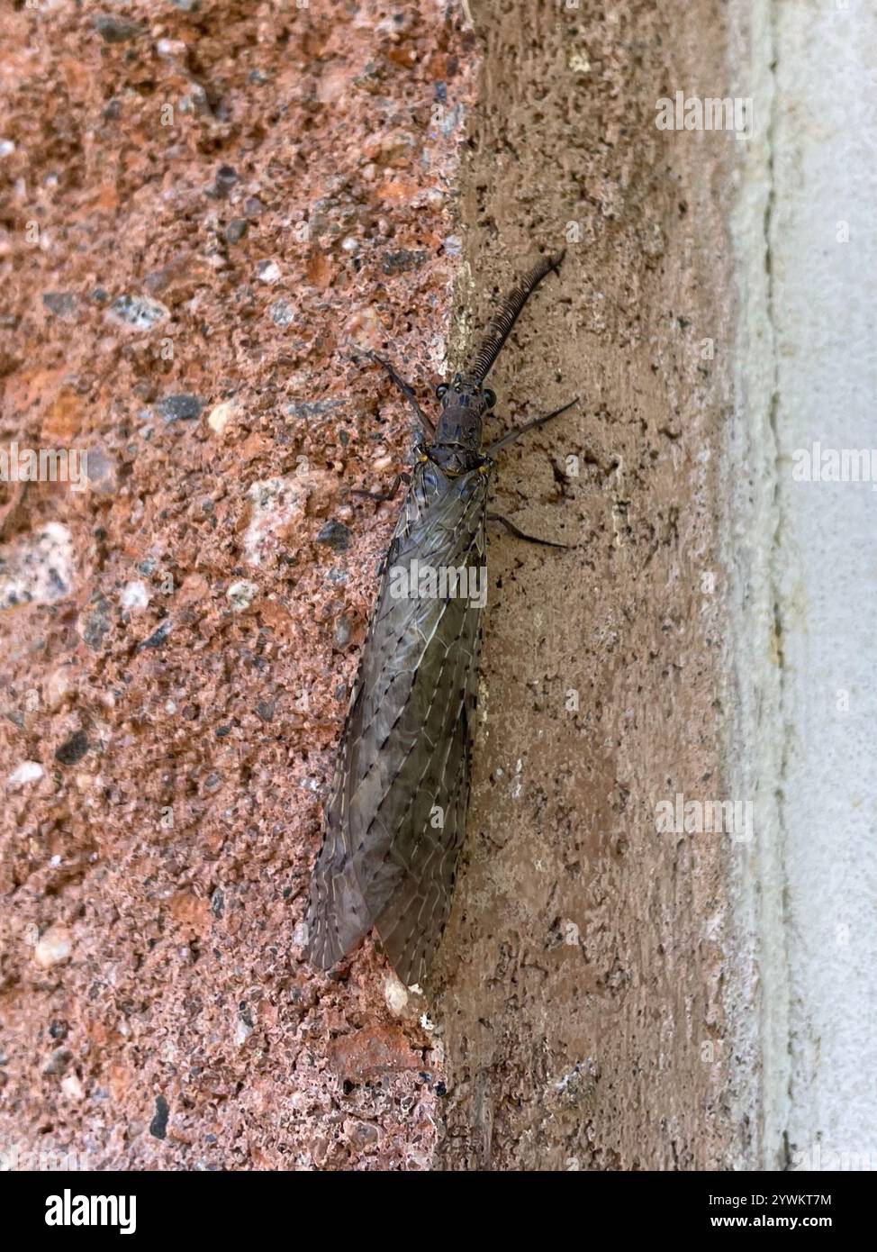 Spring fishfly hi-res stock photography and images - Alamy