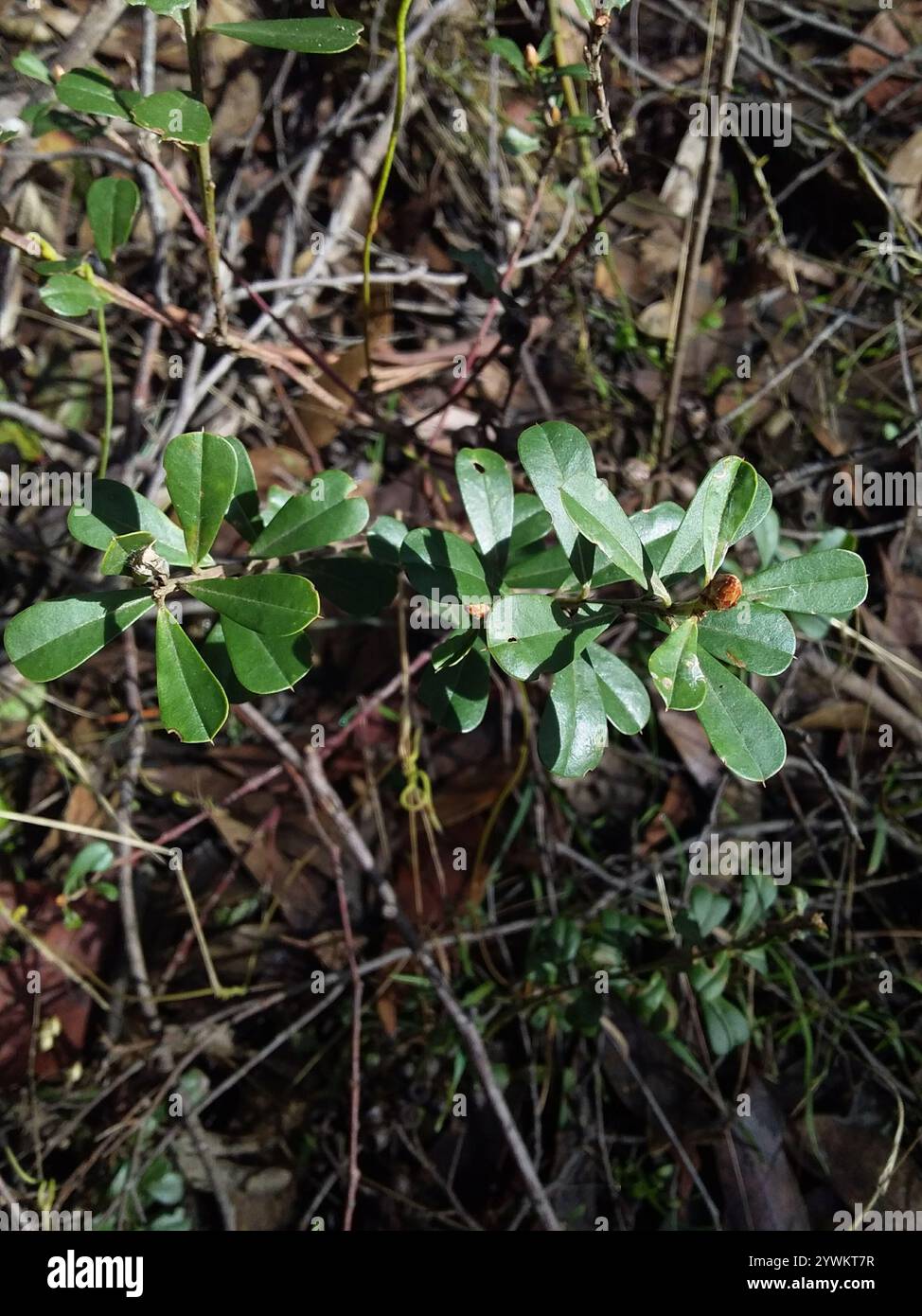 Large-leaf Bush Pea (Pultenaea daphnoides Stock Photo - Alamy