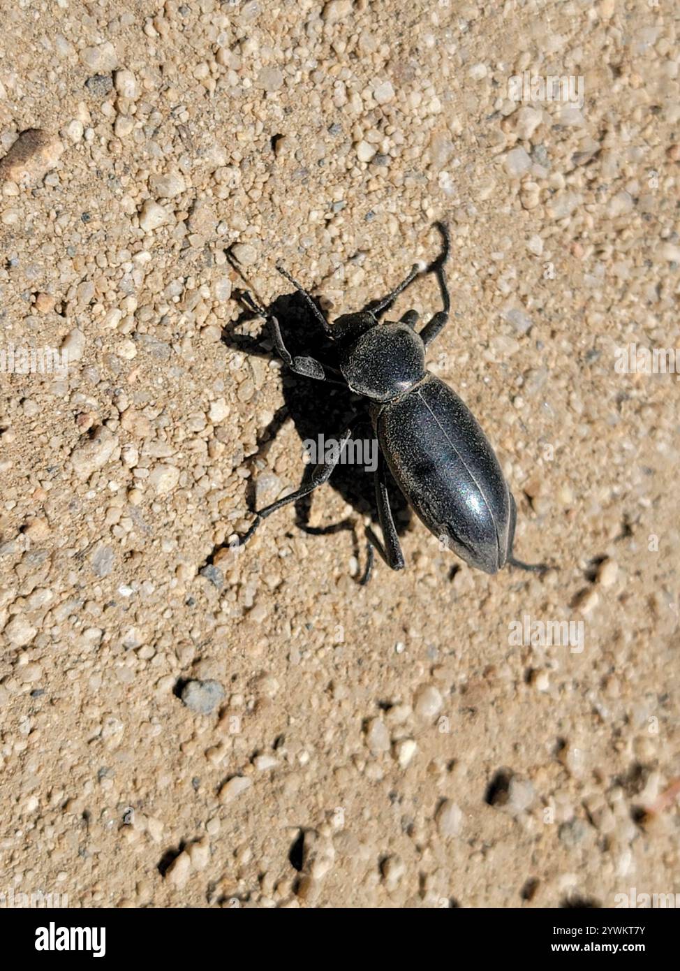 Desert Stink Beetles (Eleodes Stock Photo - Alamy