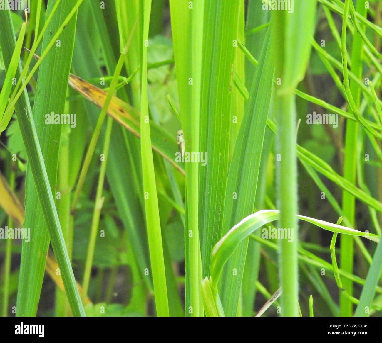 Chlorops hi-res stock photography and images - Alamy