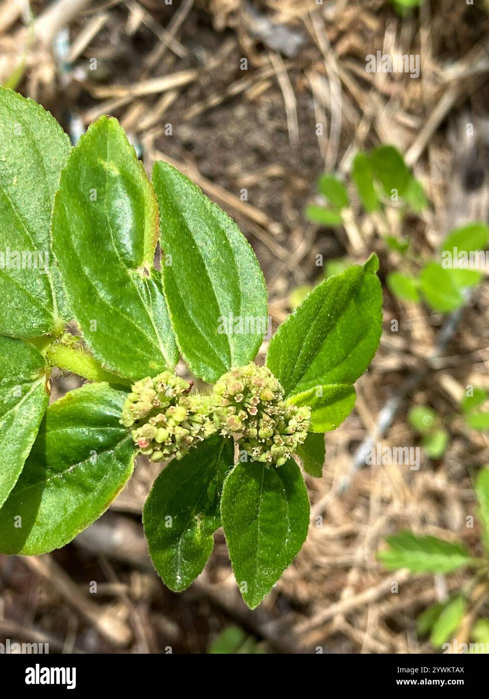Asthma plant (Euphorbia hirta Stock Photo - Alamy