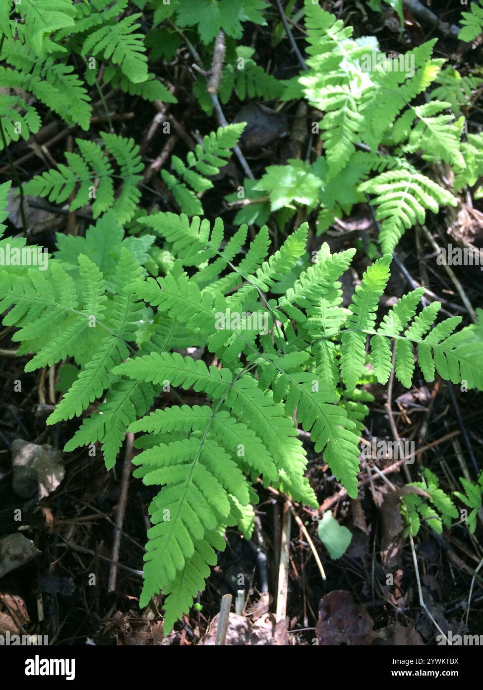 northern oak fern (Gymnocarpium dryopteris Stock Photo - Alamy