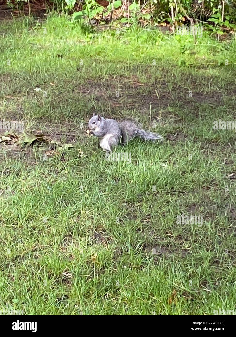 Western Gray Squirrel (Sciurus griseus Stock Photo - Alamy