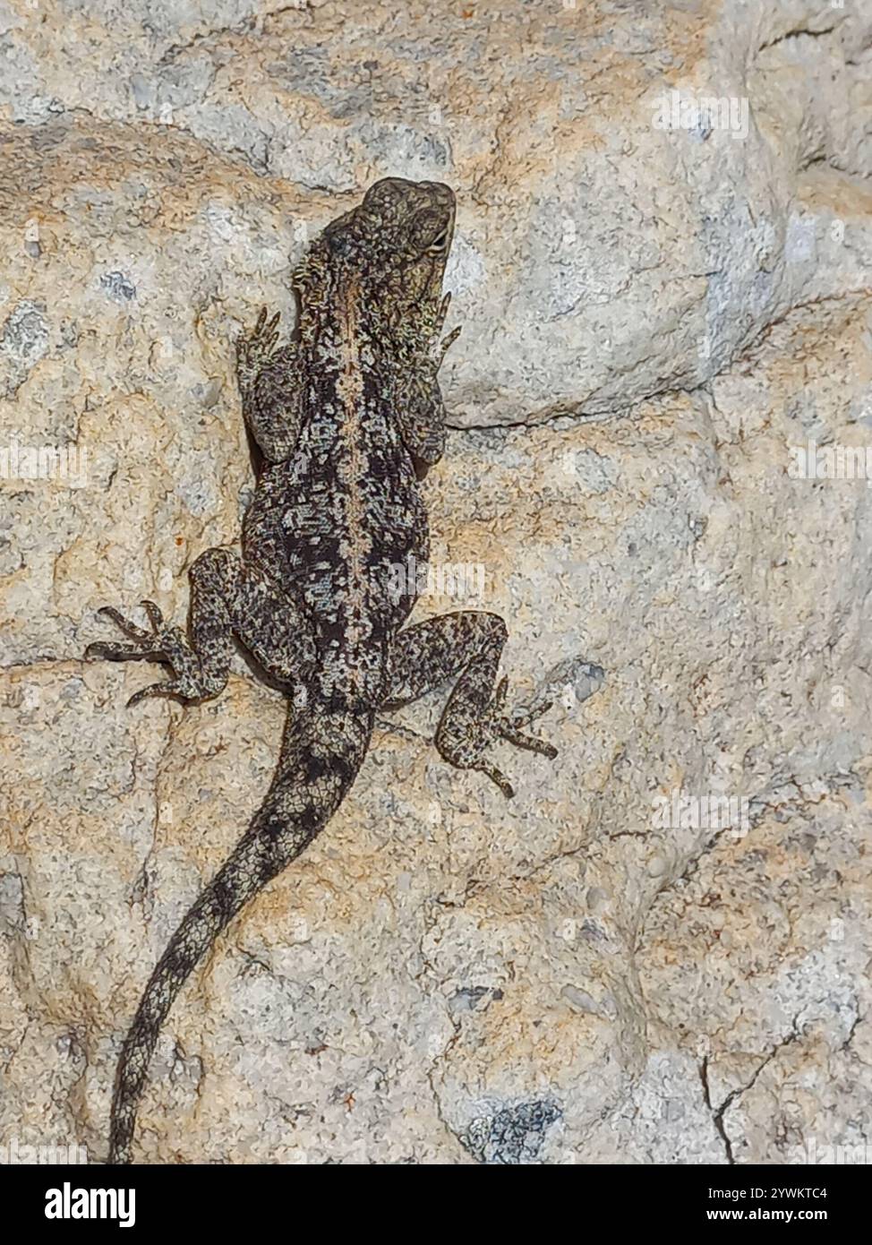 Southern Rock Agama (Agama atra Stock Photo - Alamy