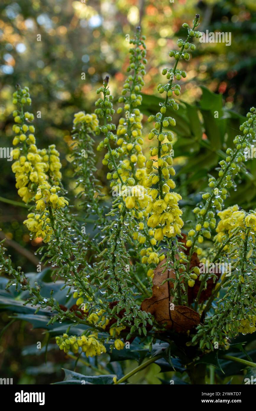 Natural flowering plant portrait of the stunning fragrant yellow ...