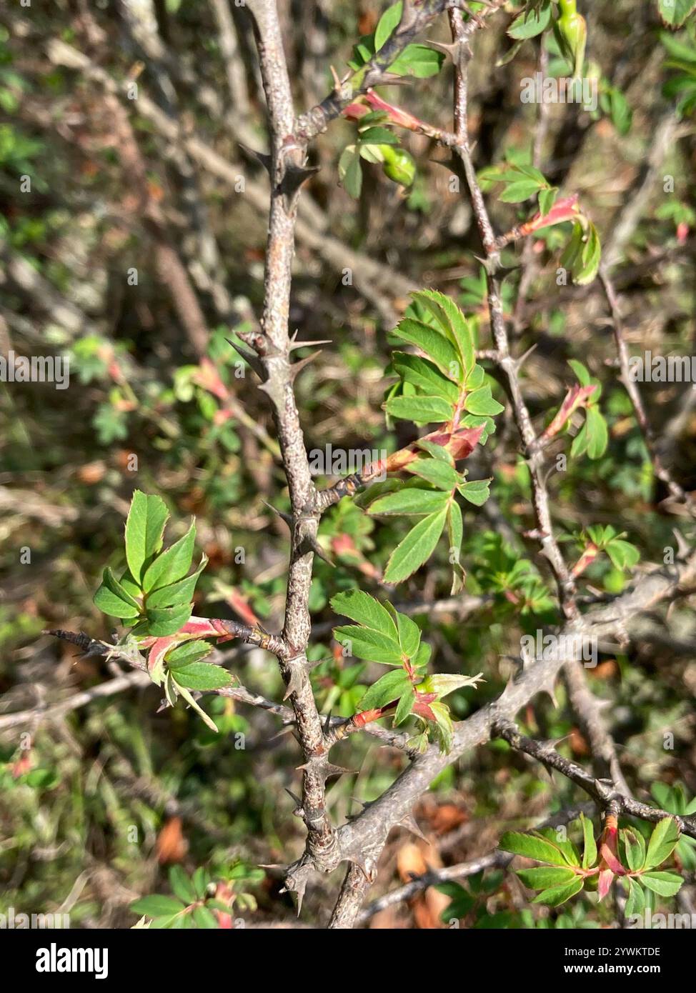 The silky rose hi-res stock photography and images - Alamy