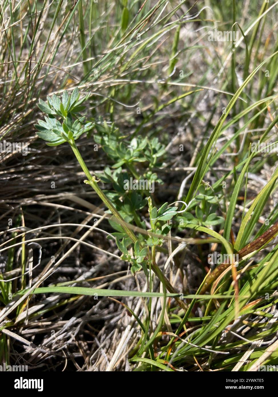 Lomatium root hi-res stock photography and images - Alamy