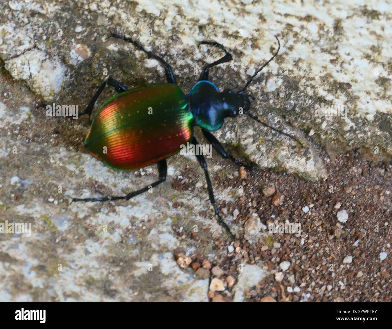 Agreeable Caterpillar Hunter (Calosoma sycophanta Stock Photo - Alamy