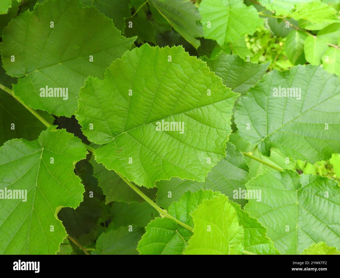 American hazelnut (Corylus americana Stock Photo - Alamy