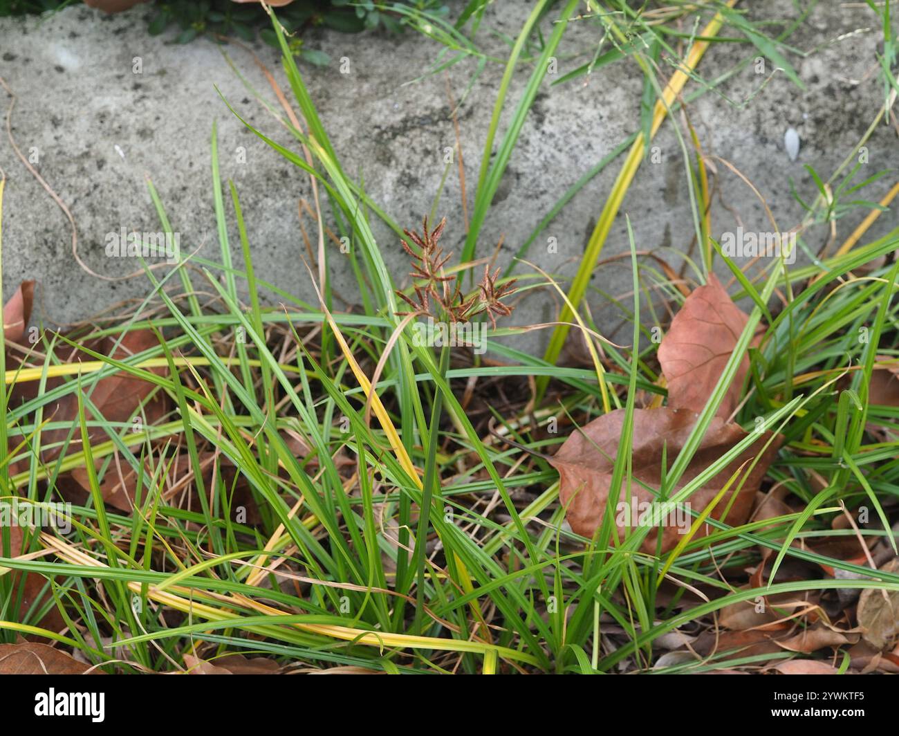 Purple nutsedge (Cyperus rotundus Stock Photo - Alamy