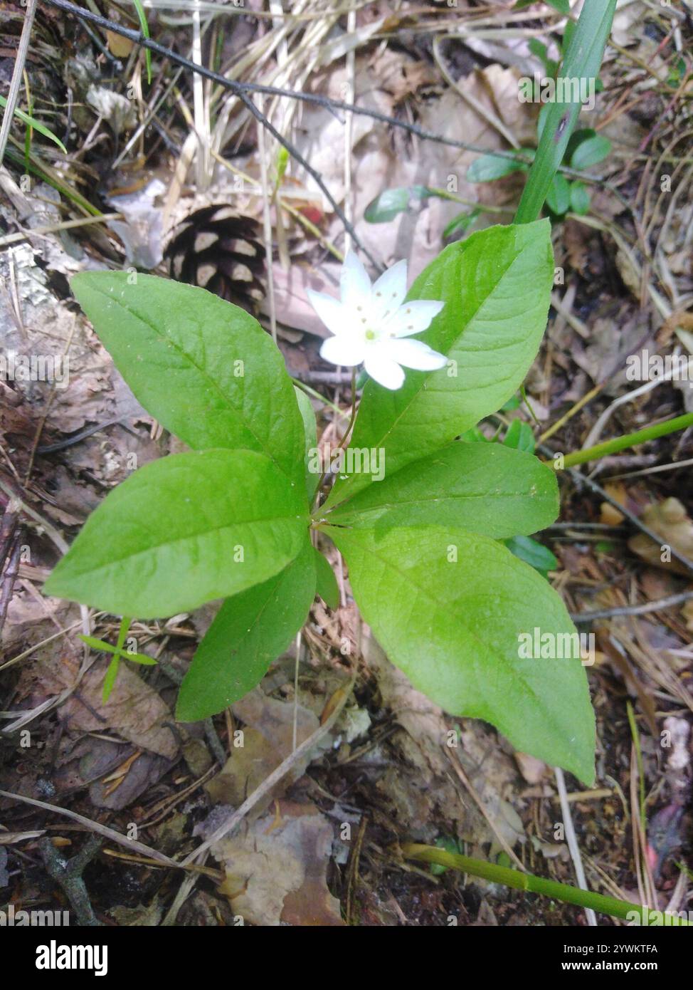 Arctic Starflower (Lysimachia europaea Stock Photo - Alamy