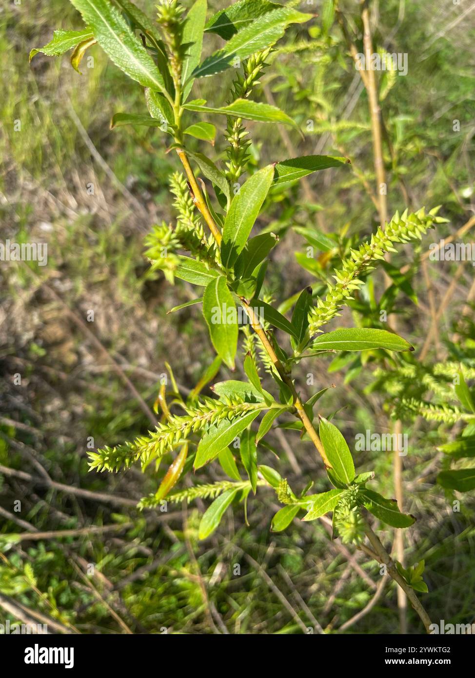 Almond Willow (Salix triandra Stock Photo - Alamy