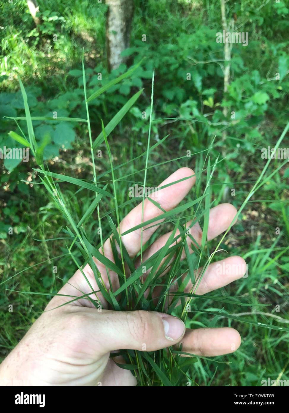 nimblewill (Muhlenbergia schreberi Stock Photo - Alamy