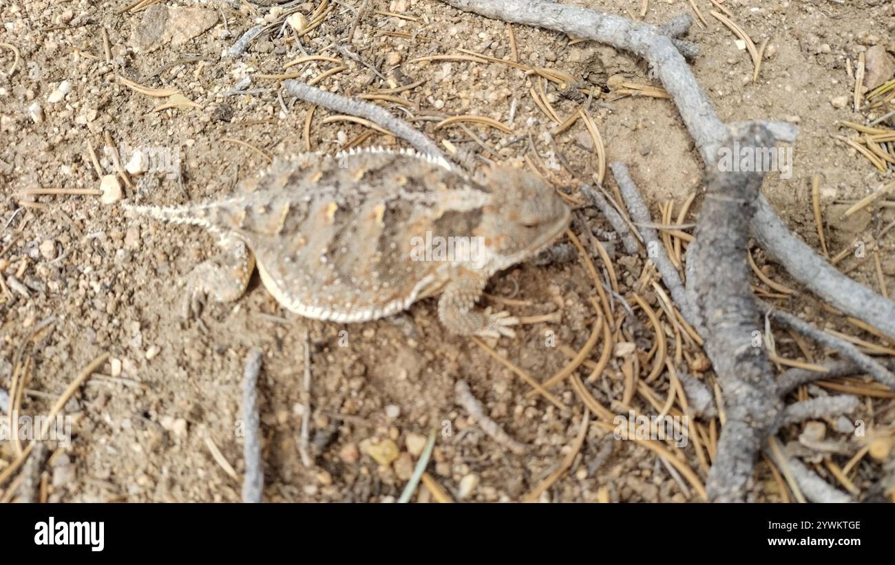 Greater Short-horned Lizard (Phrynosoma hernandesi Stock Photo - Alamy