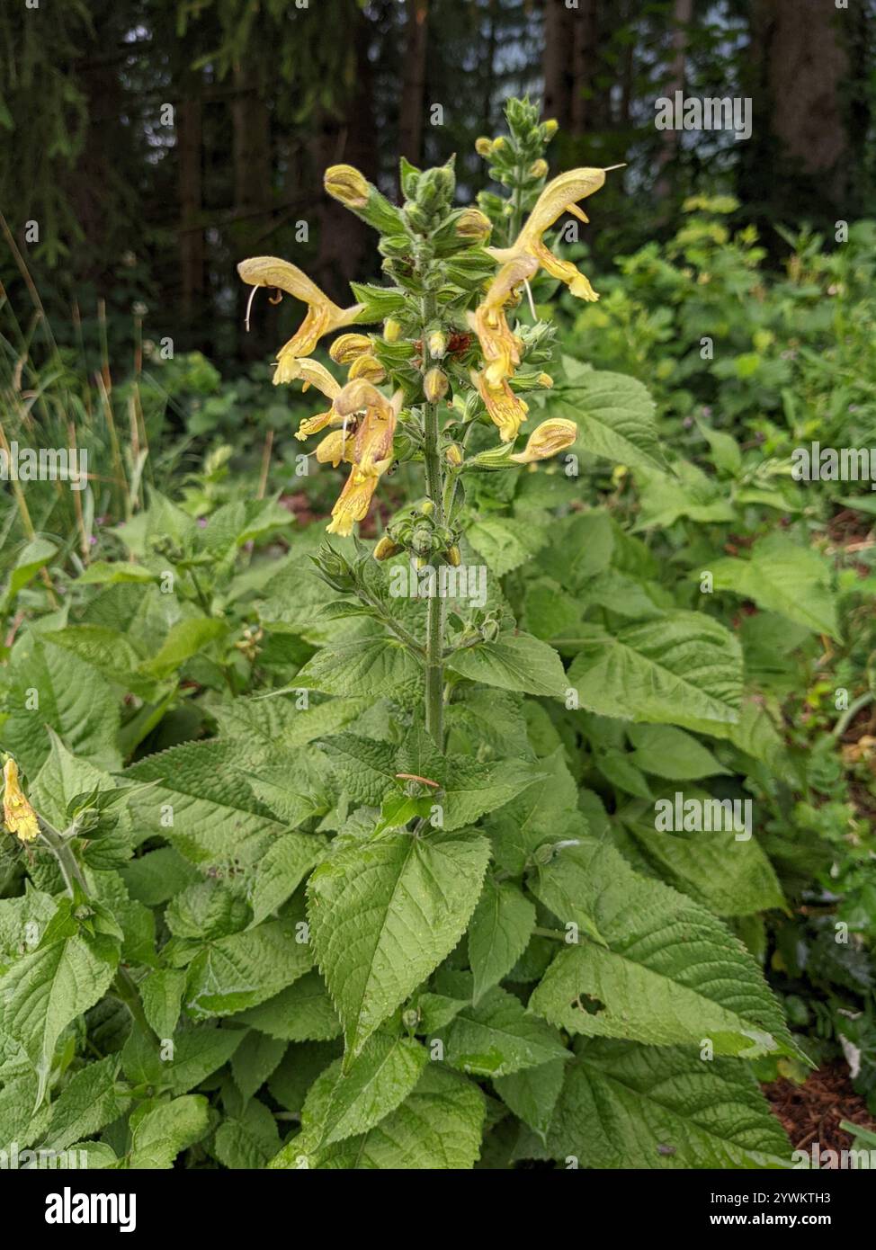 Sticky Sage (Salvia glutinosa Stock Photo - Alamy