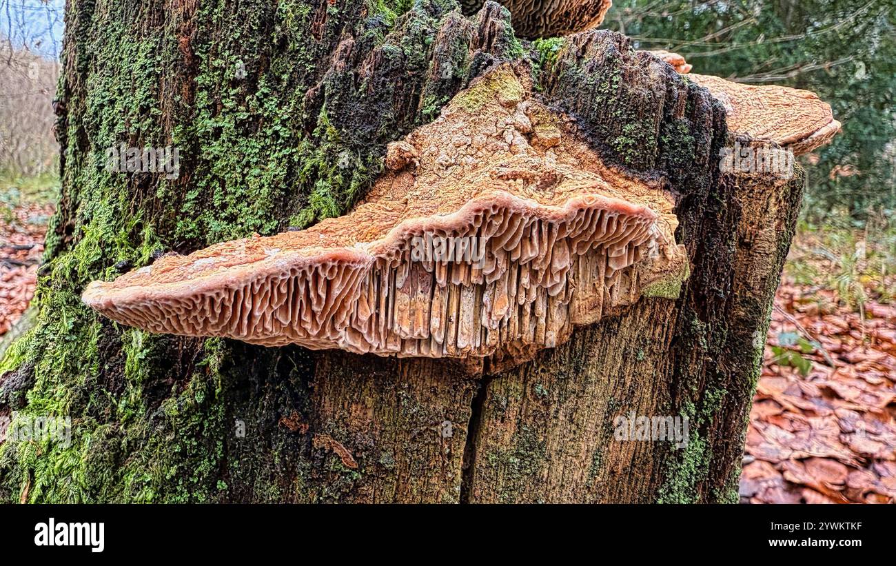 Mazegill Bracket Fungus (Daedela Quercina Stock Photo - Alamy