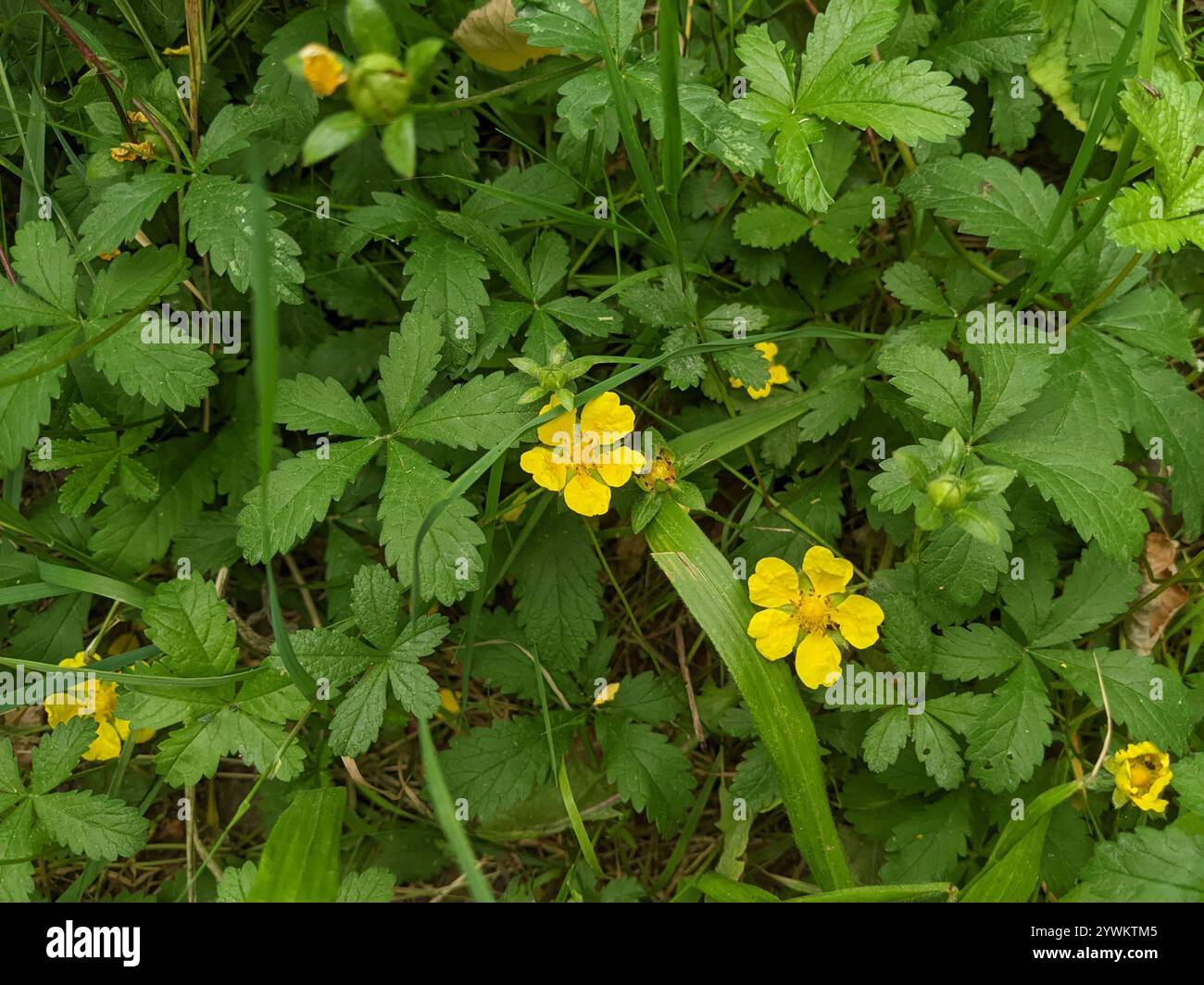 Creeping cinquefoil (Potentilla reptans Stock Photo - Alamy