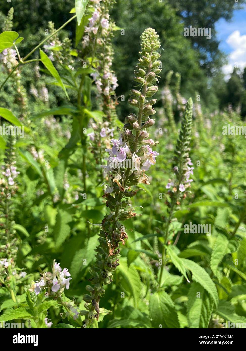 American germander (Teucrium canadense Stock Photo - Alamy